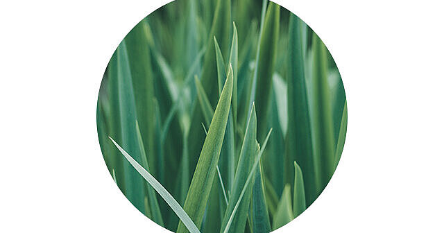 Get your Garden ready for Dad | ozito.com.au