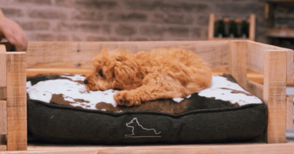 How to make a dog bed | ozito.com.au